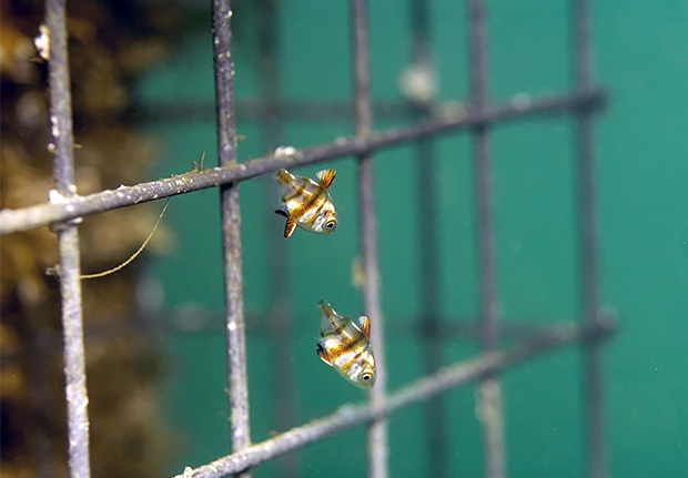 Biohut – fish hotels for small fish | stromma.com